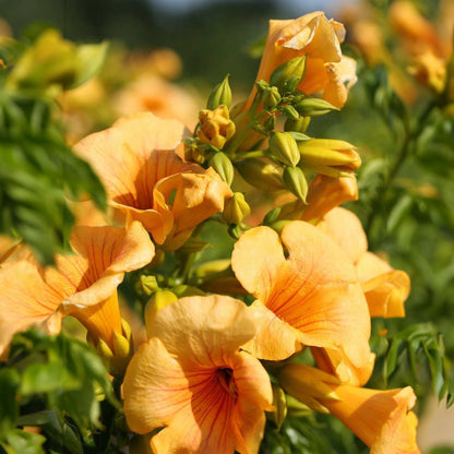 Campsis 'Flava' | Yellow Trumpet Vine – Gardeners Dream