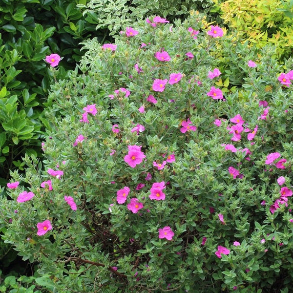 Cistus 'Sunset' | Rock Rose – Gardeners Dream