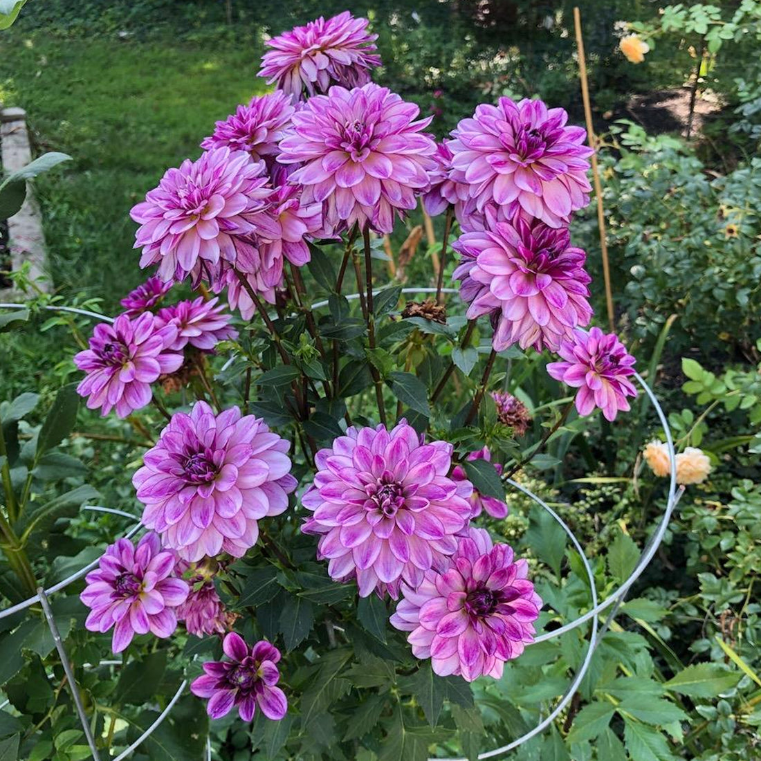 Dahlia Blue Bell Bulbs - Striking Purple Summer Flowers – Gardeners Dream