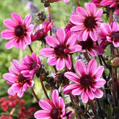 Dahlia Pretty Woman Bulbs - Pink Outdoor Summer Flowers – Gardeners Dream