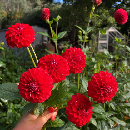 Dahlia Red Cap Bulbs - Bright Red Pompom Summer Flowers – Gardeners Dream