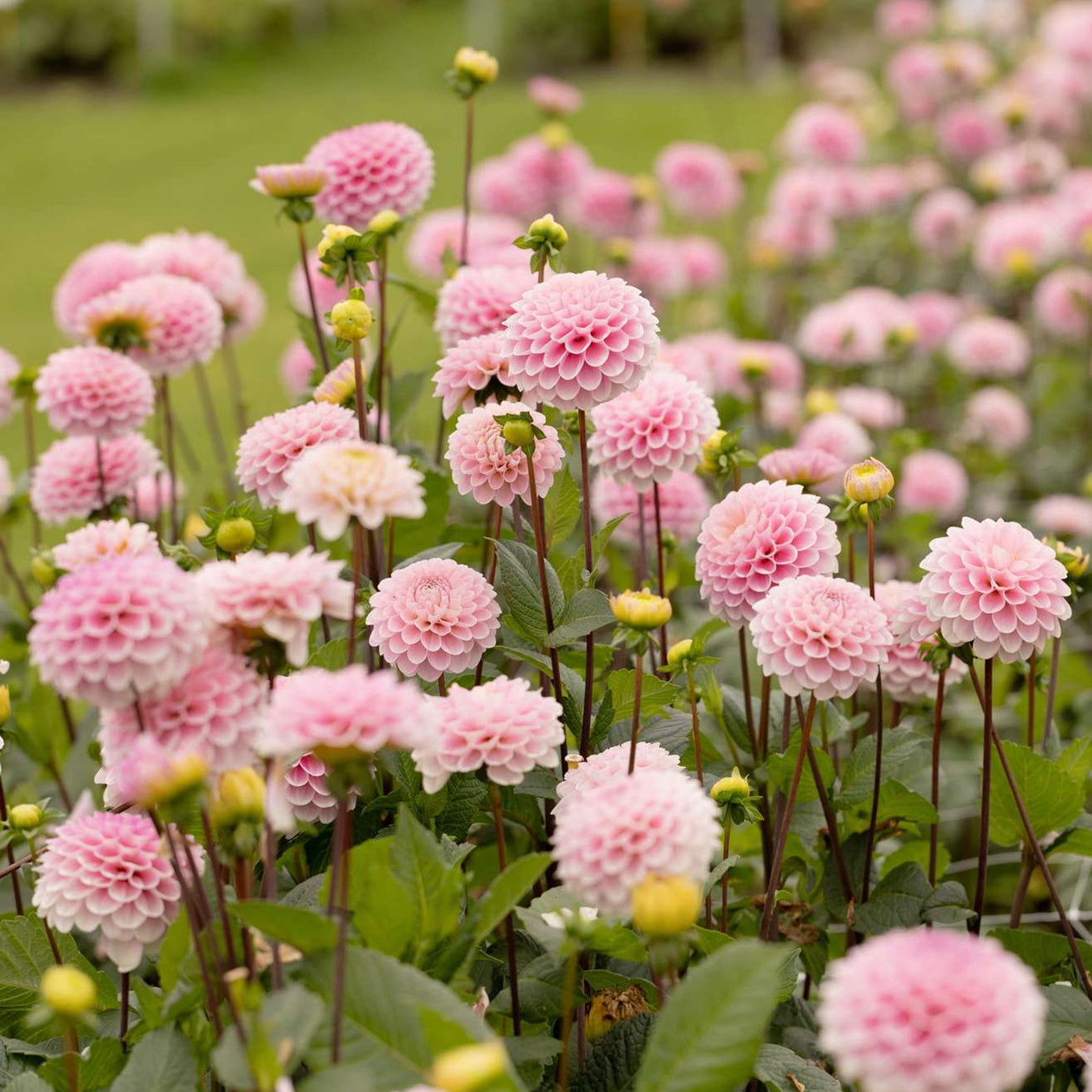 Dahlia Wizard of Oz Bulbs - Soft Pink Pompom Summer Flowers – Gardeners ...