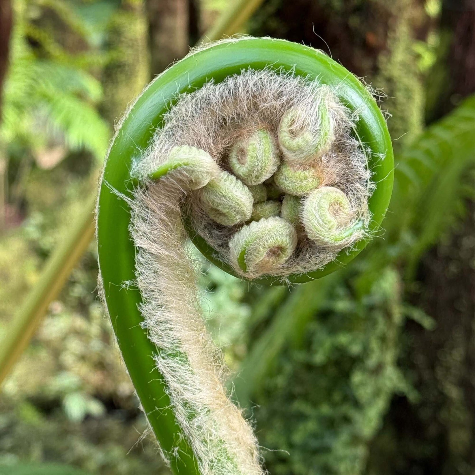 Dicksonia antarctica | Soft Tree Fern Tree – Gardeners Dream