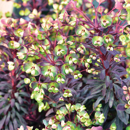 Euphorbia 'Miner's Merlot' | Spurge – Gardeners Dream