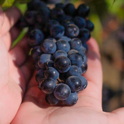 Grape 'Pinot Noir' | Grape – Gardeners Dream