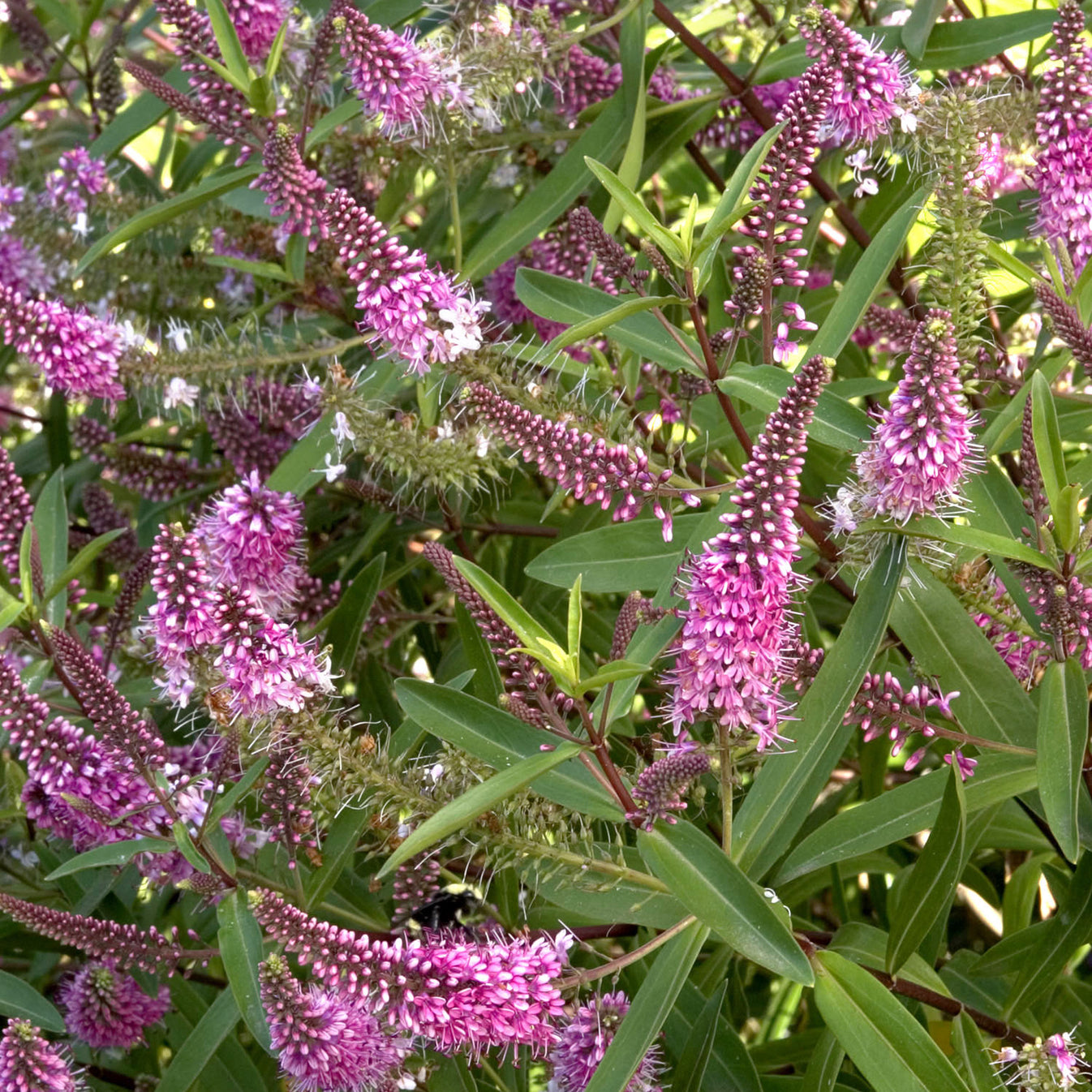Hebe 'Great Orme' | Shrubby Veronica – Gardeners Dream