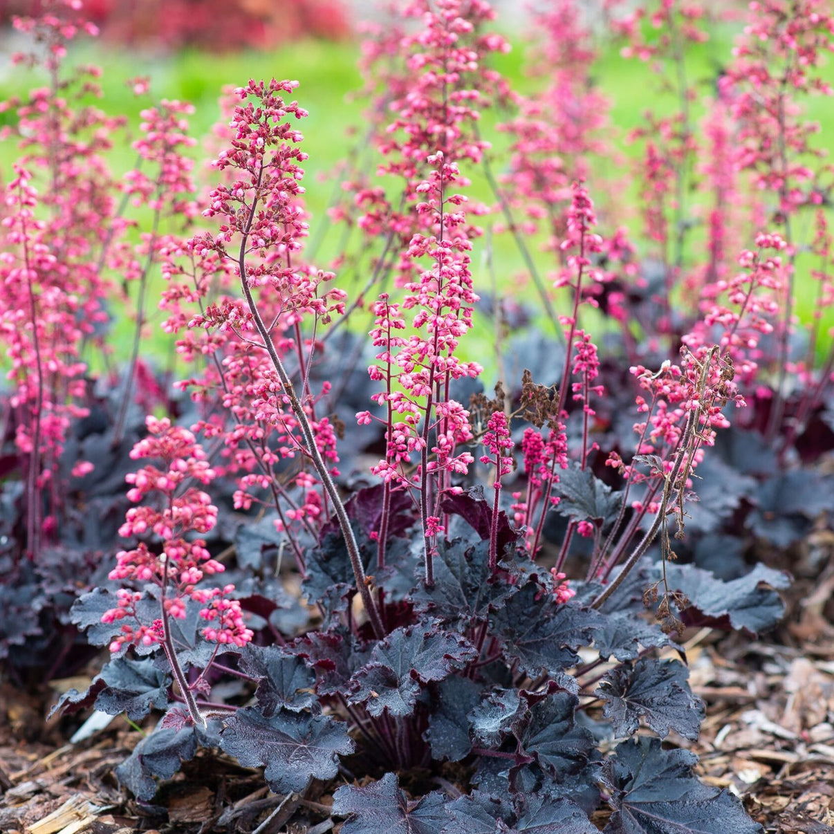 Heuchera 'Timeless Night' | Coral Bells – Gardeners Dream