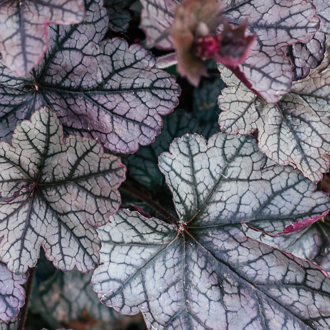 Heuchera 'Timeless Treasure' | Coral Bells – Gardeners Dream