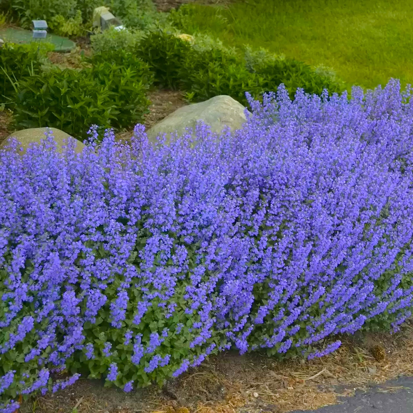 Nepeta 'Purrsian Blue' | Garden Catmint – Gardeners Dream