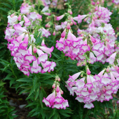 Penstemon 'Pensham Laura' | Beardtongue – Gardeners Dream
