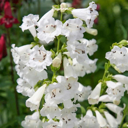 Penstemon 'Snowstorm' | Beardtongue – Gardeners Dream