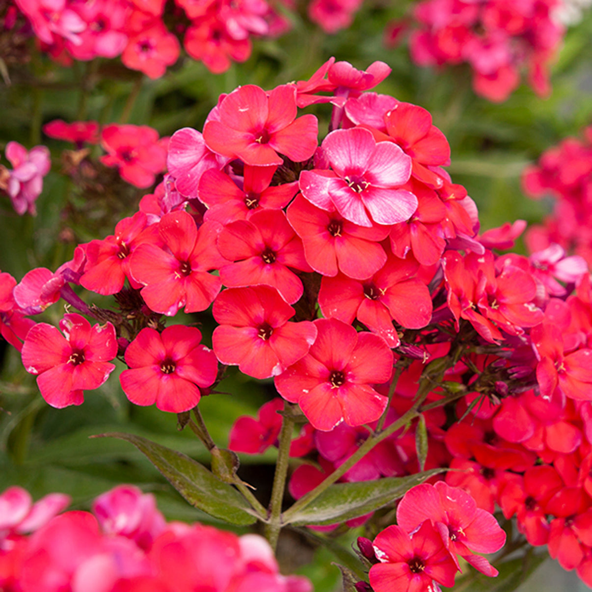 Phlox 'Famous Cerise' | Garden Phlox – Gardeners Dream