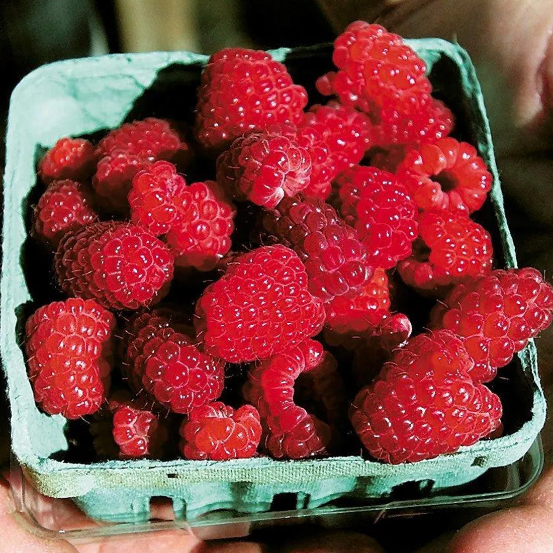 Raspberry 'Cascade Delight' | Raspberry – Gardeners Dream