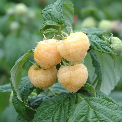 Raspberry 'Golden Everest' | Raspberry – Gardeners Dream