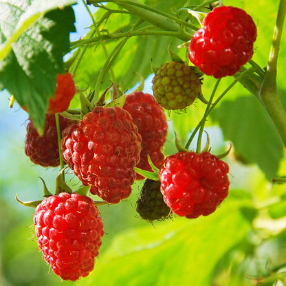 Raspberry 'Malling Promise' | Raspberry – Gardeners Dream