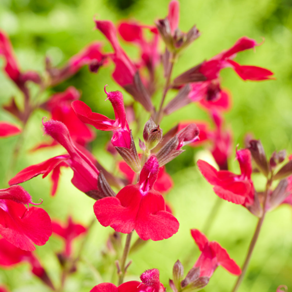 Salvia 'Magical Colorado' | Sage – Gardeners Dream