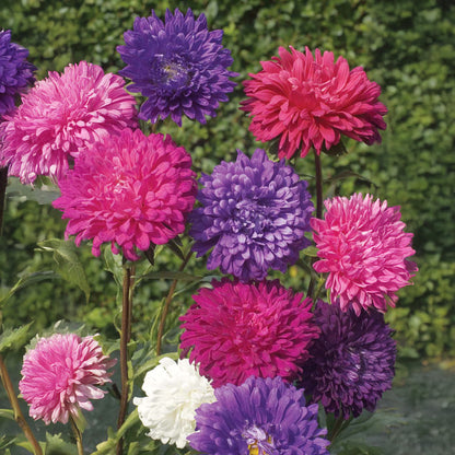 Aster Ostrich Plume Seeds | Summer Annual Garden Flowers – Gardeners Dream