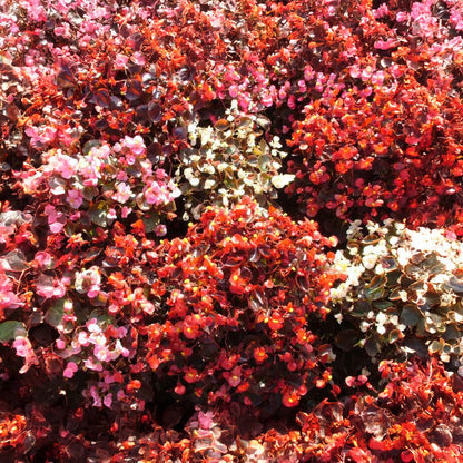 Begonia Sunshine Carpet Seeds | Summer Garden Flowers – Gardeners Dream