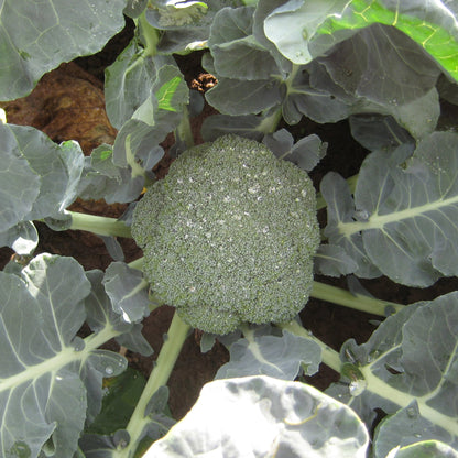 Calabrese Green Magic F1 | Grow Your Own | Free UK Delivery – Gardeners ...