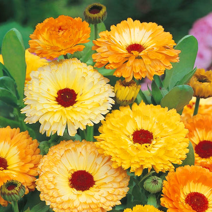English Marigold Mixed Seeds | Garden Flowers | Plants – Gardeners Dream