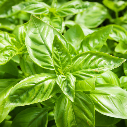 Greek Basil Seeds | Grow Your Own Herbs| Free UK Delivery – Gardeners Dream