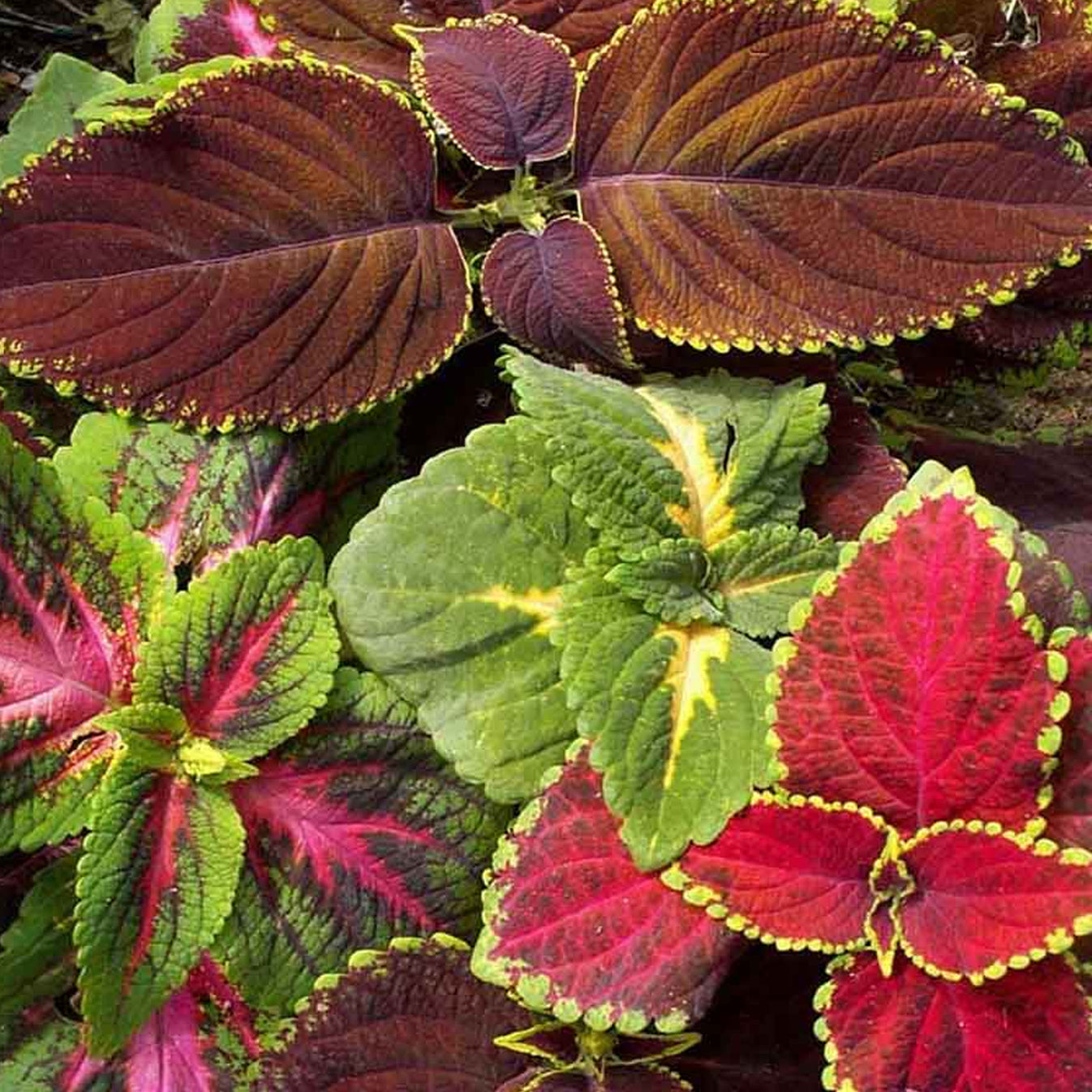 Coleus Top Crown Seeds | Outdoor Plants | Free UK Delivery – Gardeners ...