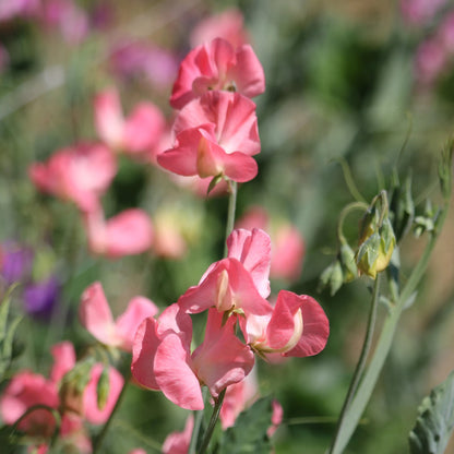 Sweet Pea Seeds | 4 Variety Collection Pack| Free UK Delivery ...