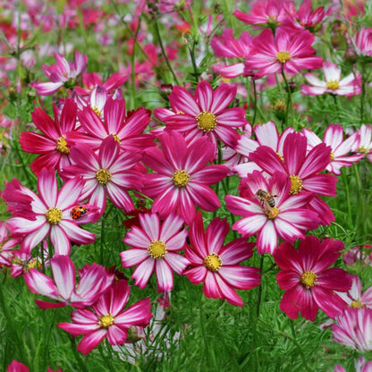 Cosmos Cosimo Red-White Seeds | Flowering Outdoor Plants – Gardeners Dream