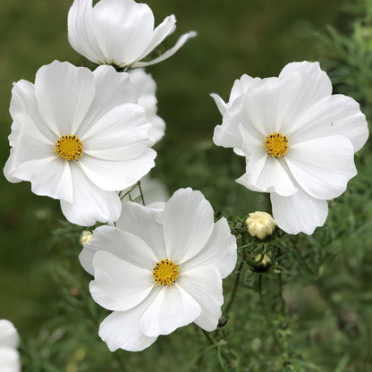 Cosmos Purity Seeds | Outdoor Plants | Free UK Delivery – Gardeners Dream