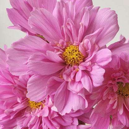 Cosmos Rose Double Click Bon Bon Seeds | Outdoor Plants – Gardeners Dream