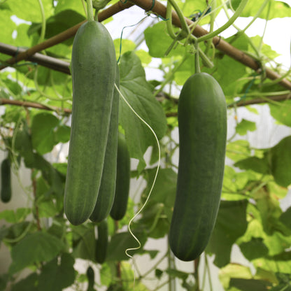 Cucumber La Diva | Grow Your Own | Free UK Delivery – Gardeners Dream