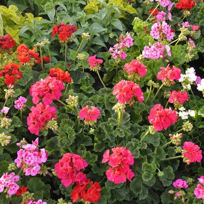 Geranium Cabaret Mixed F2 Flower Seeds | Outdoor Plants – Gardeners Dream