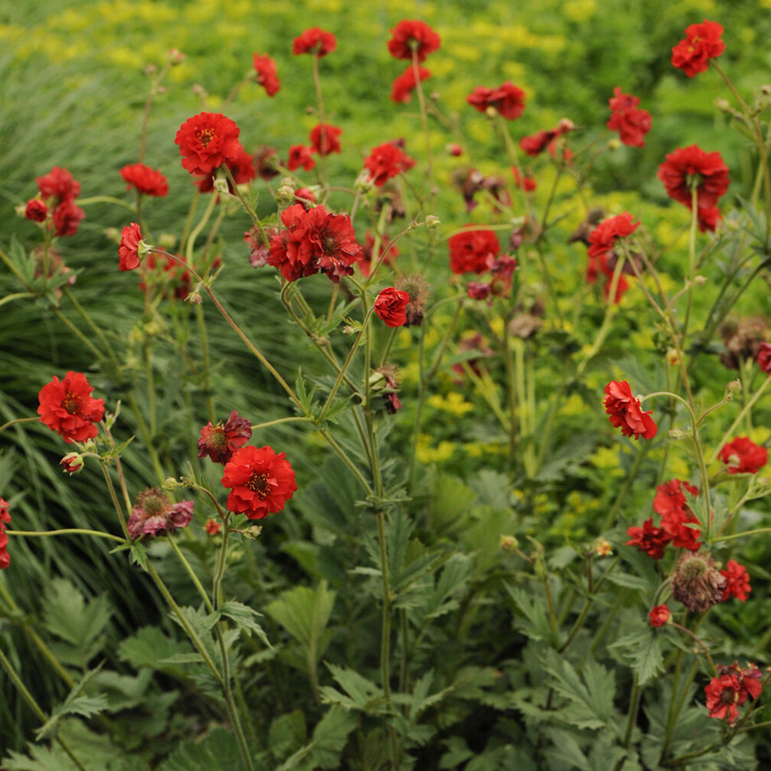 Geum Flora Plena Blazing Sunset Seeds | Outdoor Plants – Gardeners Dream