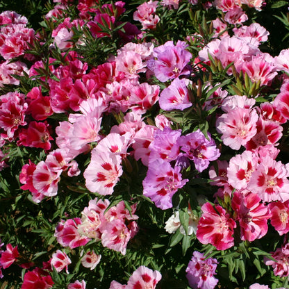 Godetia Clarkia Azalea Flowered Seeds | Outdoor Plants – Gardeners Dream