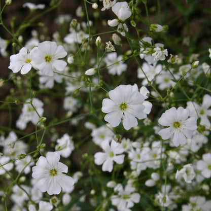 Gypsophila Covent Garden Flower Seeds | Outdoor Plants – Gardeners Dream