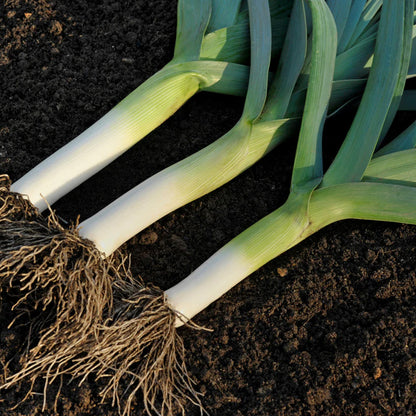 Carentam Leek Seeds | Outdoor Plants | Free UK Delivery – Gardeners Dream