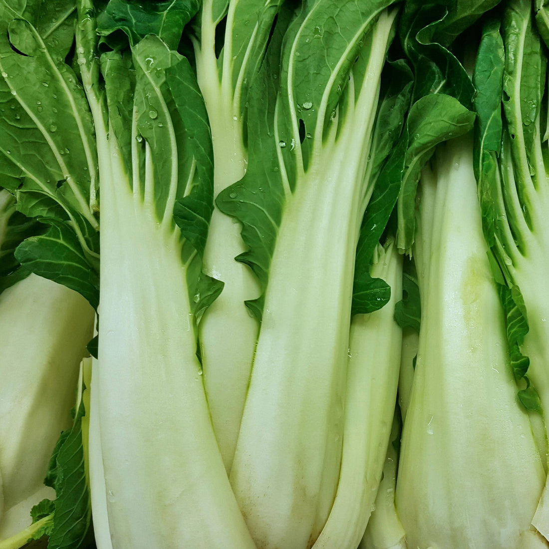 Pak Choi Joi Choi F1 | Grow Your Own | Free UK Delivery – Gardeners Dream