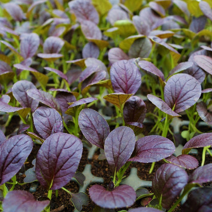 Pak Choi Red Choi F1 | Grow Your Own | Free UK Delivery – Gardeners Dream