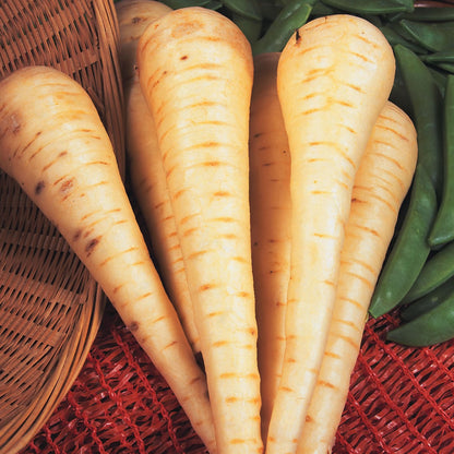 Parsnip Imperial Crown | Grow Your Own | Free UK Delivery – Gardeners Dream