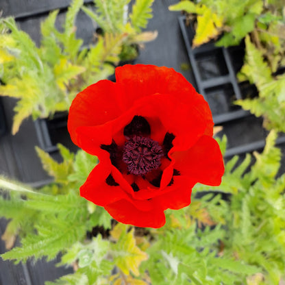 Poppy Brilliant | Grow Your Own | Free UK Delivery – Gardeners Dream