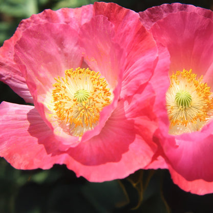 Poppy Falling In Love | Grow Your Own | Free UK Delivery – Gardeners Dream