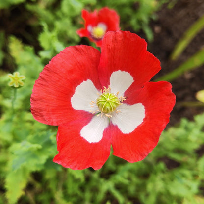 Poppy Victoria Cross | Grow Your Own | Free UK Delivery – Gardeners Dream