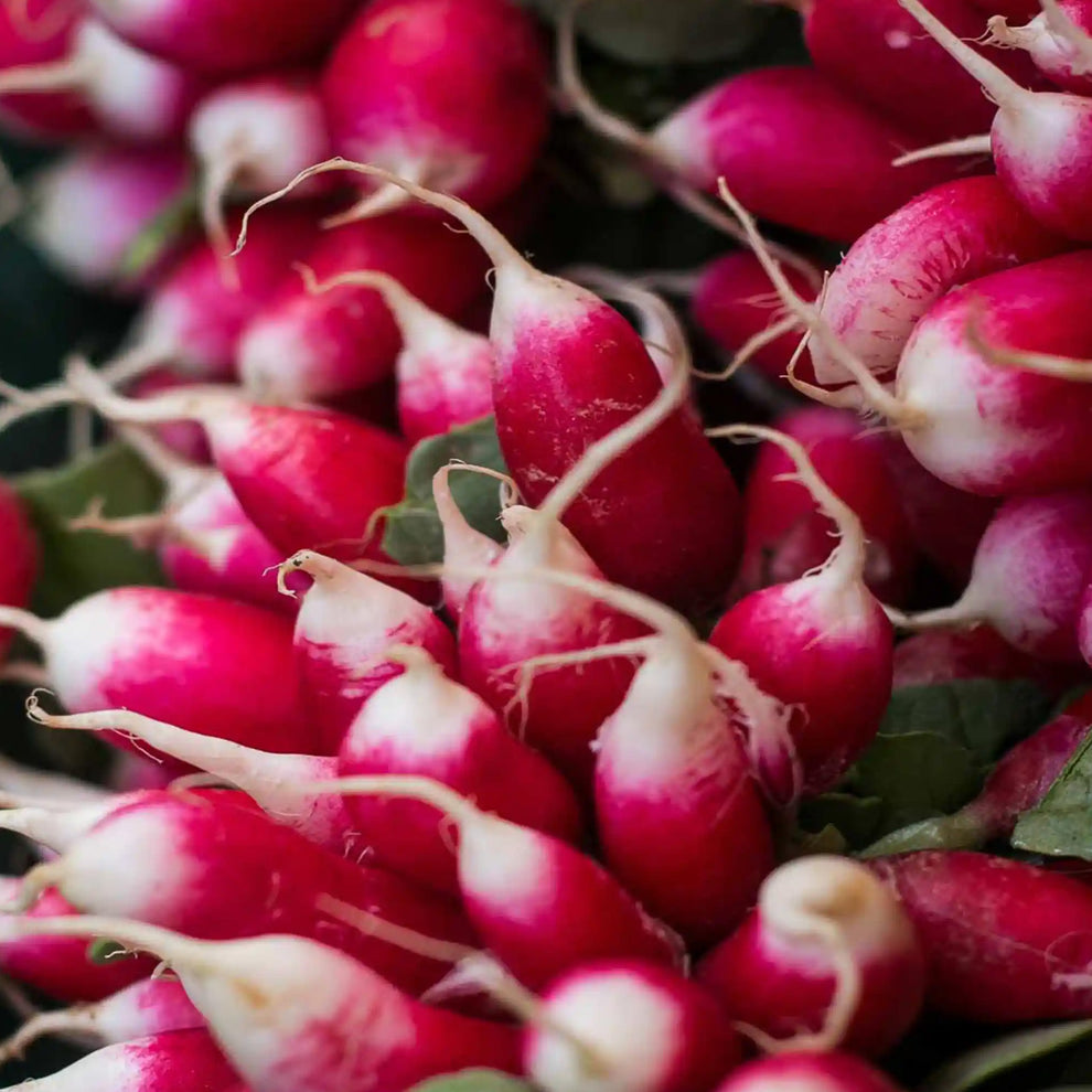 Radish French Breakfast 3 | Grow Your Own | Free UK Delivery ...