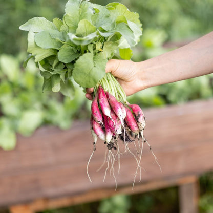Mixed Radish Seeds | Grow Your Own | Free UK Delivery – Gardeners Dream
