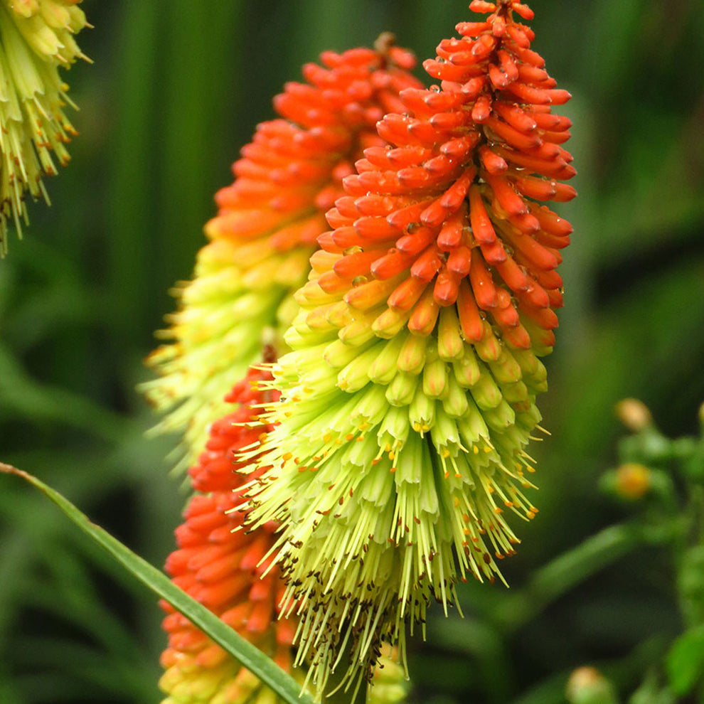 Kniphofia Red Hot Poker Flower Seeds | Outdoor Plants – Gardeners Dream
