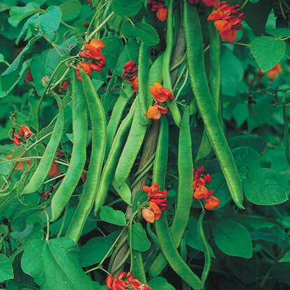 Firestorm Runner Bean Seeds | Grow Your Own Kitchen Garden – Gardeners ...