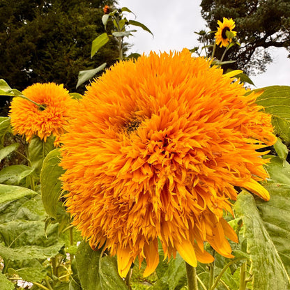 Sunflower Double Sun King | Grow Your Own | Free UK Delivery ...