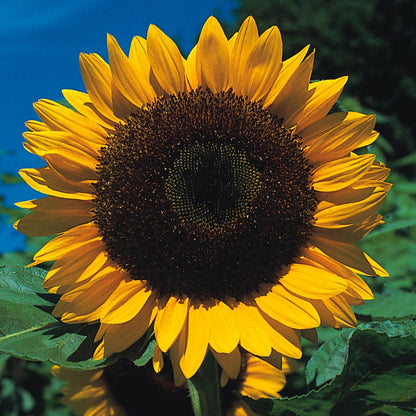 Sunflower Giant Single | Grow Your Own | Free UK Delivery – Gardeners Dream