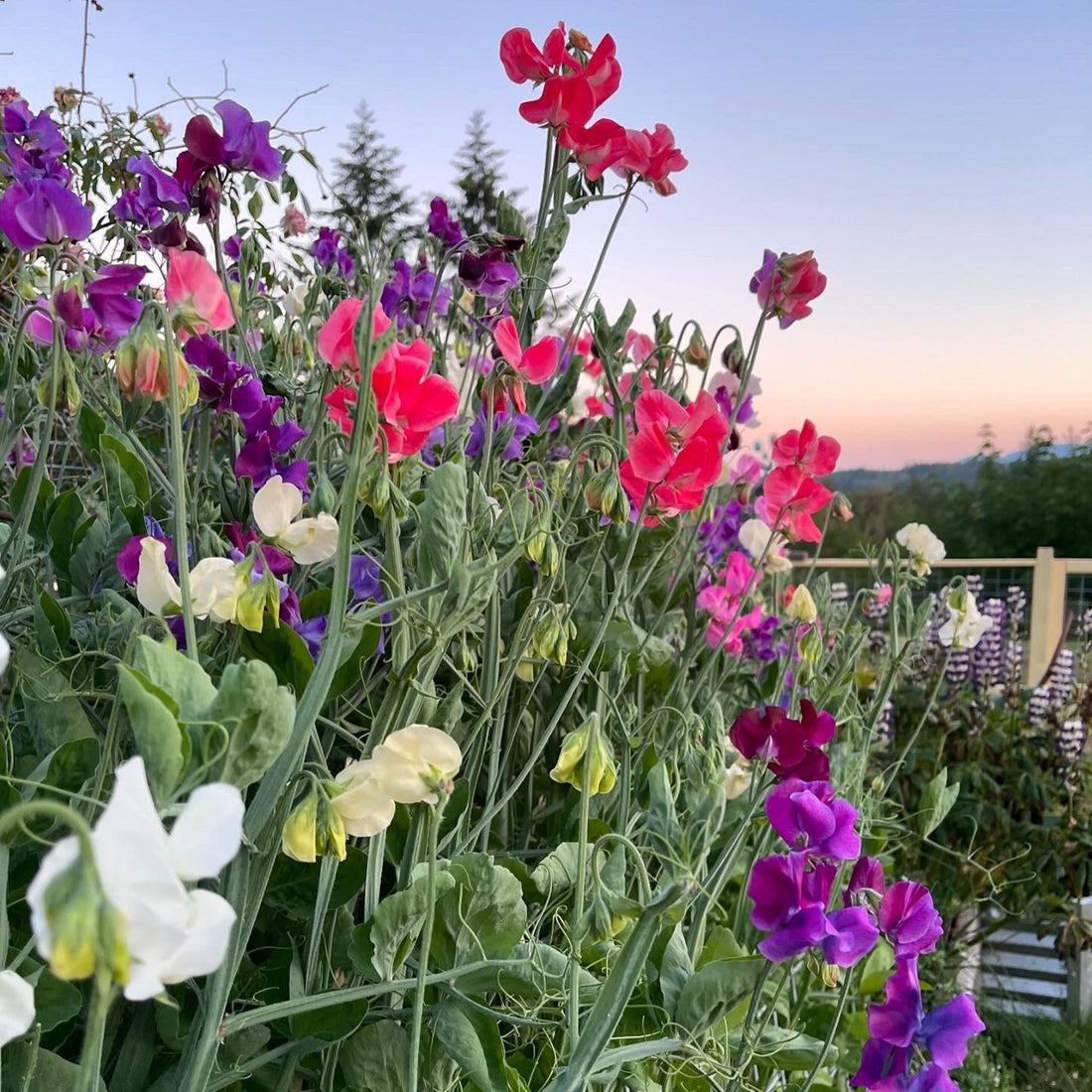 Mammoth Mix Sweet Pea Seeds | Annuals| Free UK Delivery – Gardeners Dream