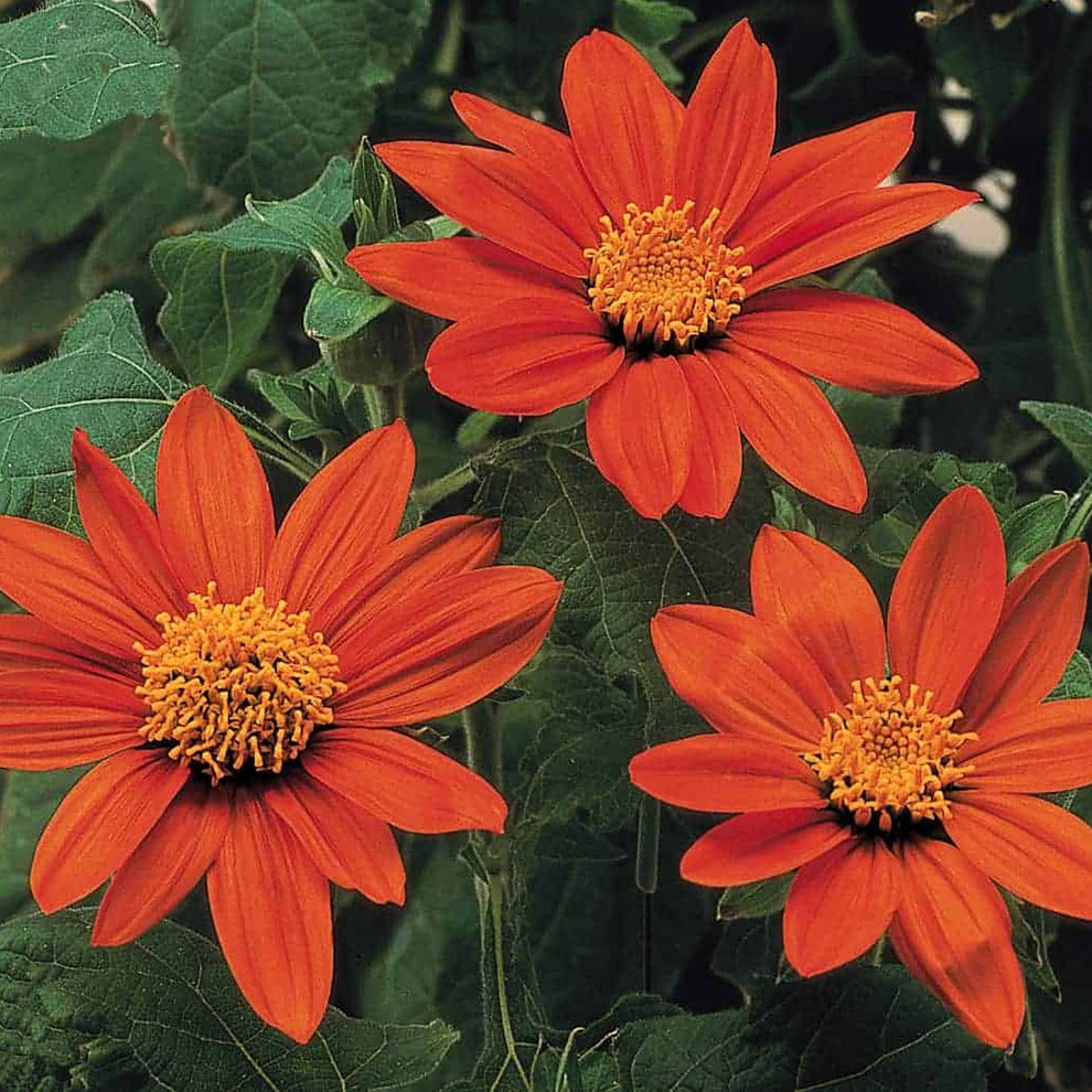 Tithonia Torch | Grow Your Own | Free UK Delivery – Gardeners Dream